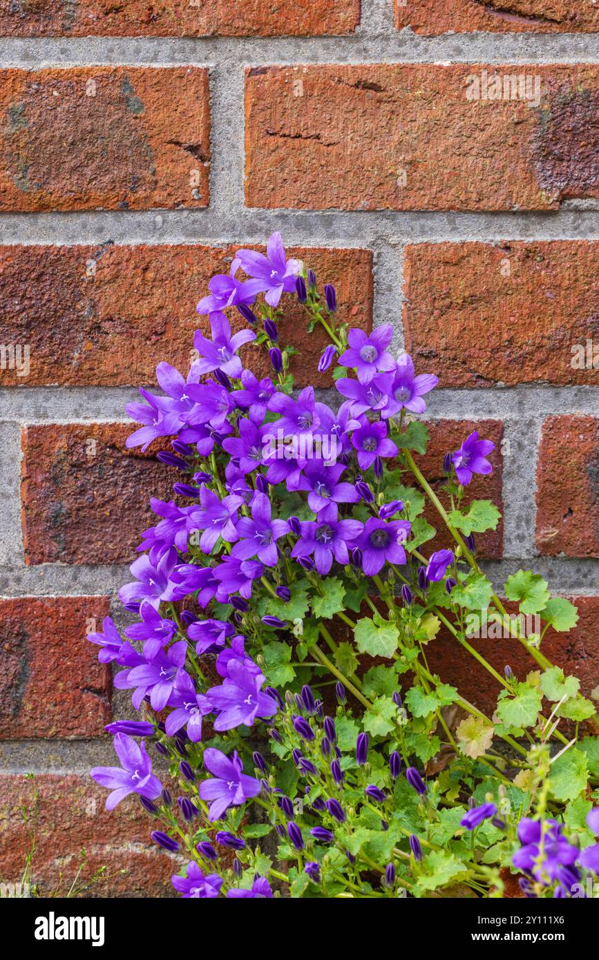 Dalmatian bellflower or wall bellflower (Campanula portenschlagiana ...