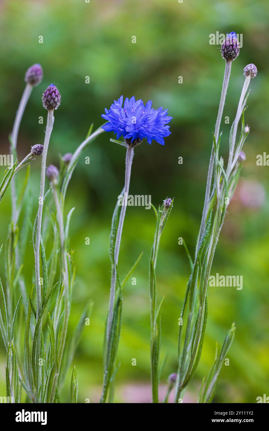 Blue diadem cornflower hi-res stock photography and images - Alamy