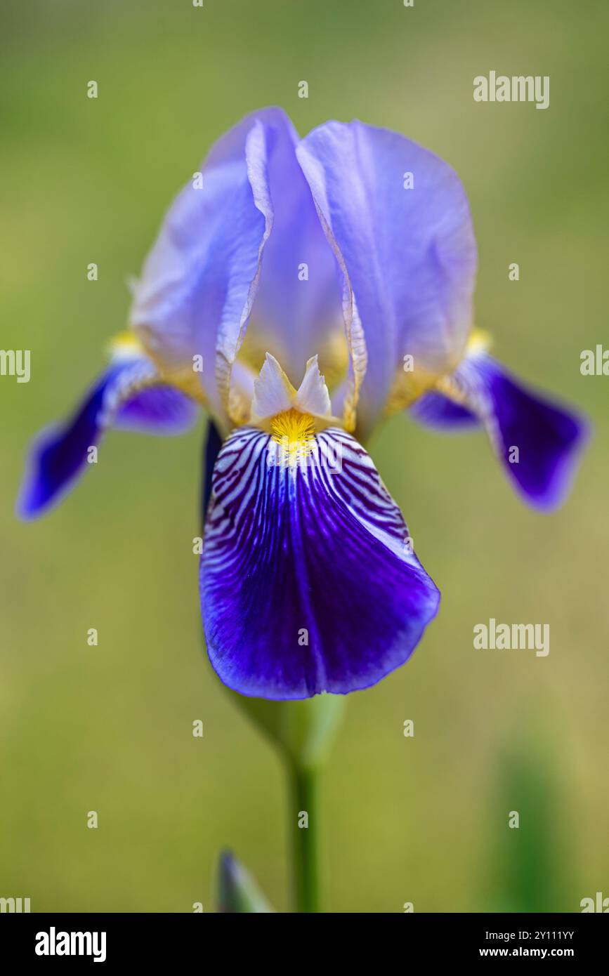 Iris page hi-res stock photography and images - Alamy
