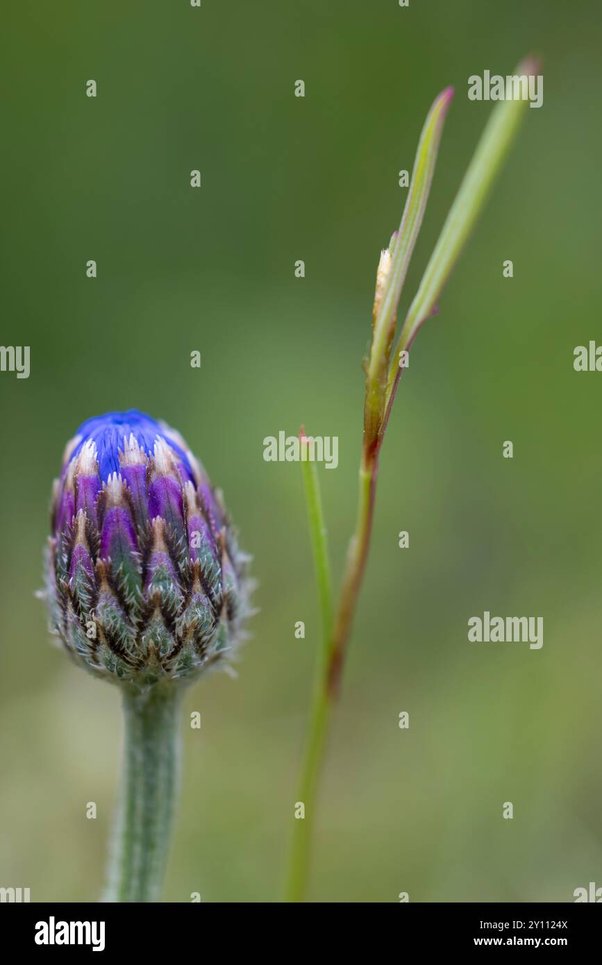 Diadem flower hi-res stock photography and images - Alamy