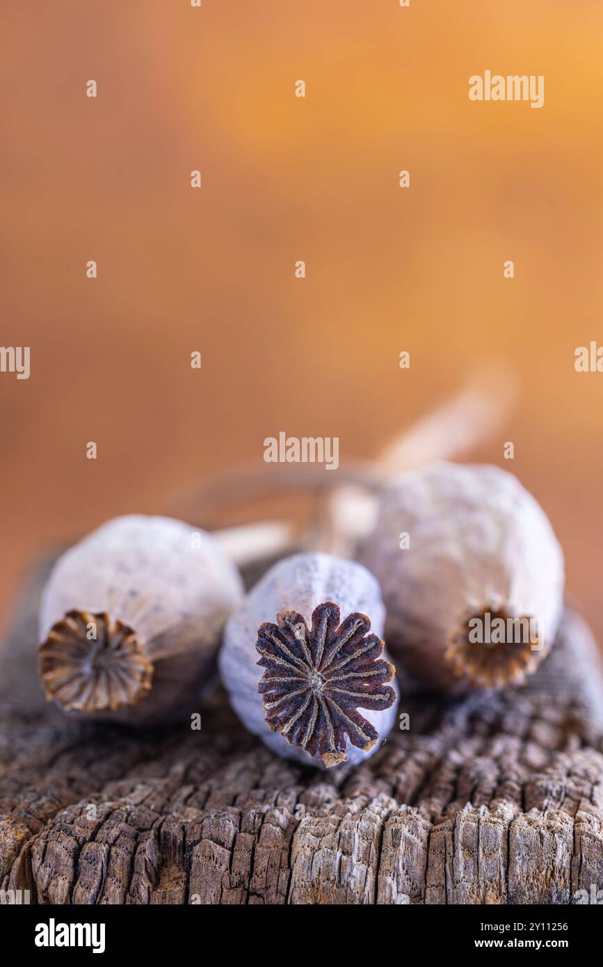 Dried poppy capsules, close-up of the fruit capsules Stock Photo - Alamy