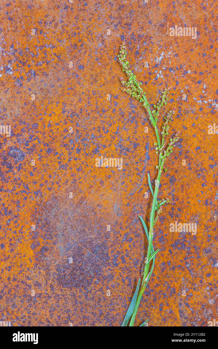 Gentle plant life hi-res stock photography and images - Alamy