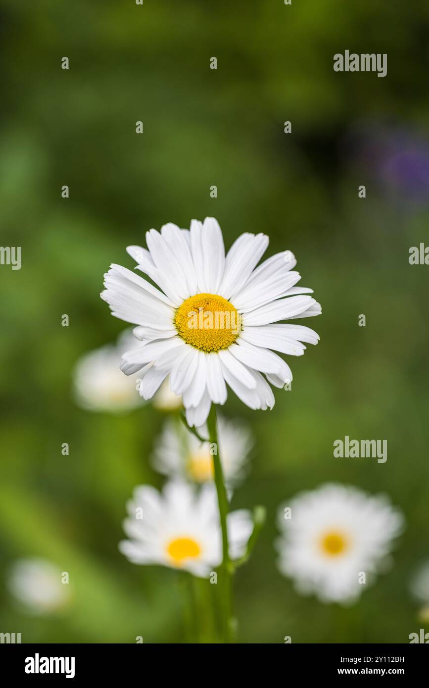 Daisies and forget me nots hi-res stock photography and images - Alamy