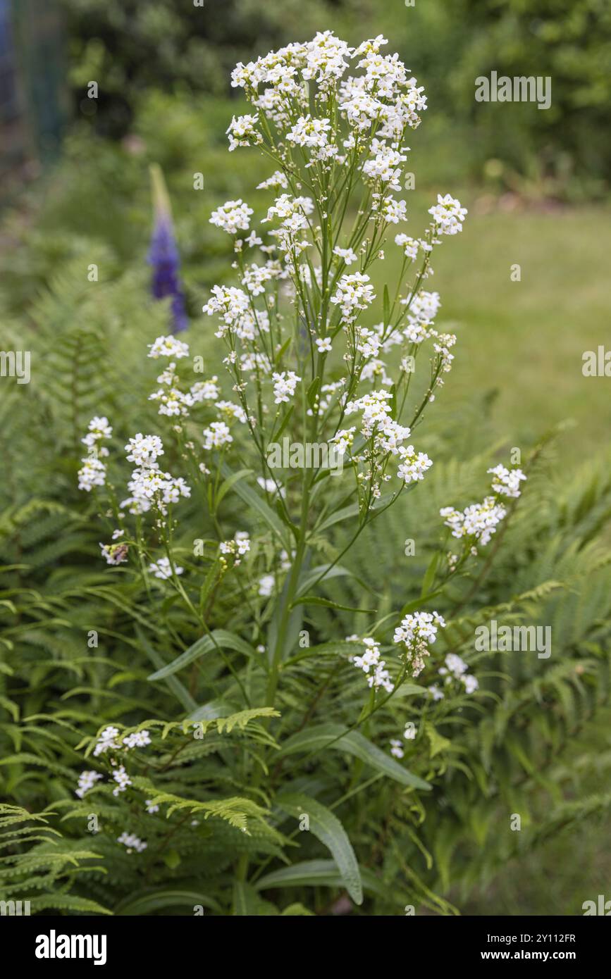 Horseradish, Armoracia rusticana, flower Stock Photo - Alamy
