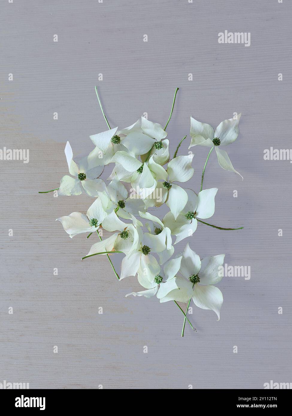 Loose white flowers on stems lie together as a floral still life ...