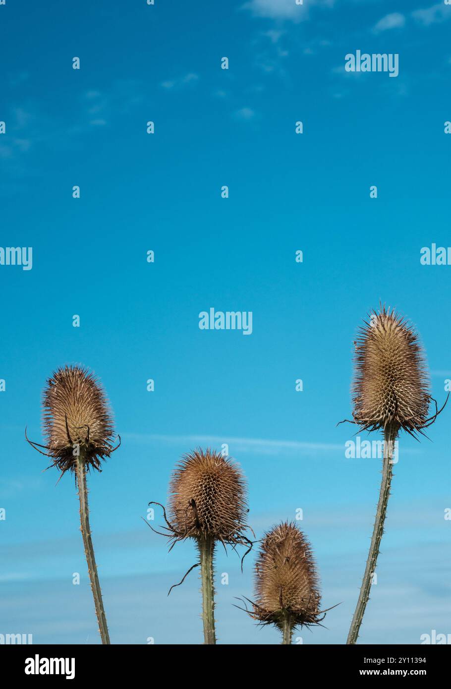 Dipsacus lacinistus hi-res stock photography and images - Alamy