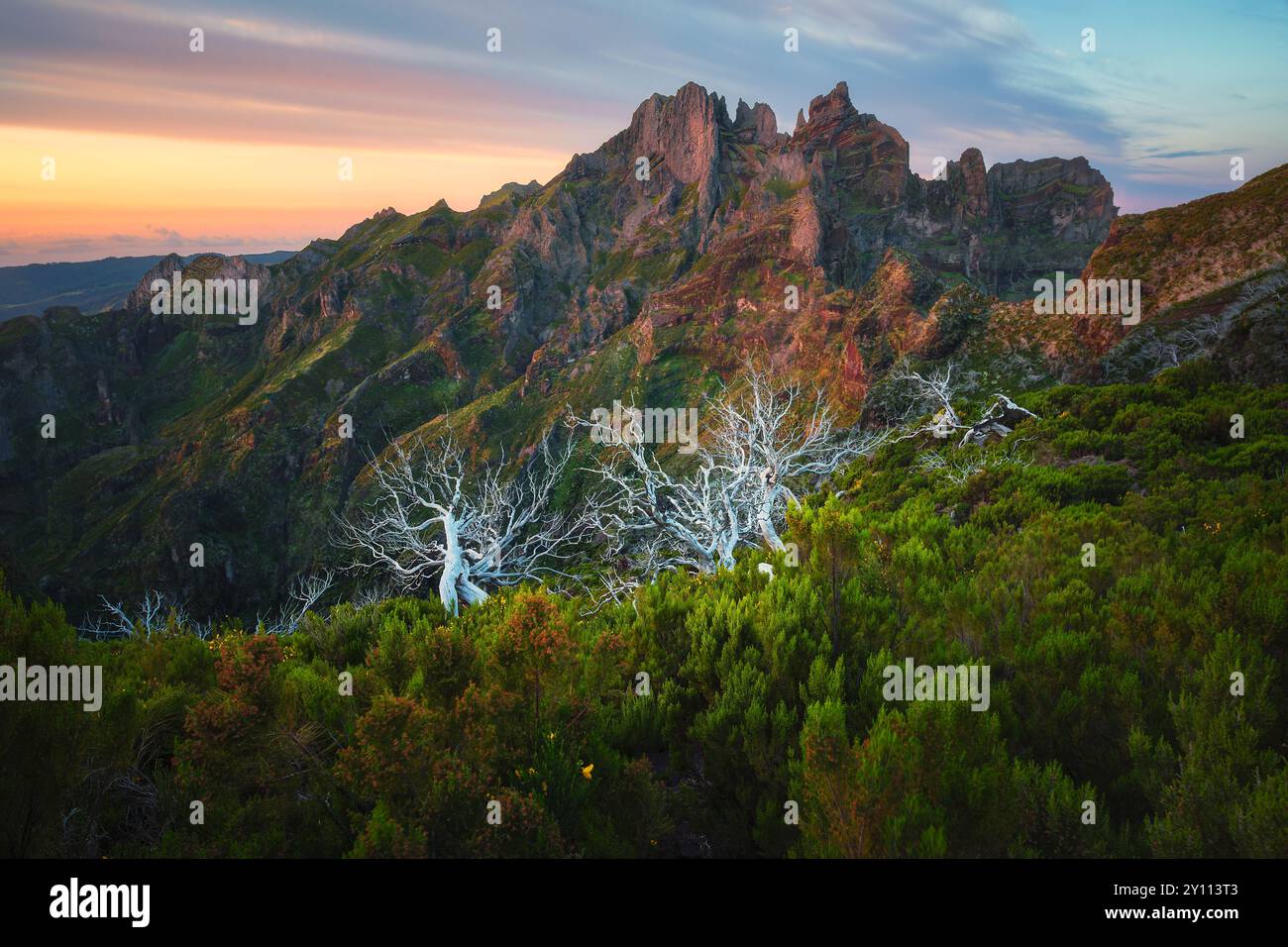 White dead trees near Pico Ruivo, in Madeira, Portugal. Sunrise casting ...