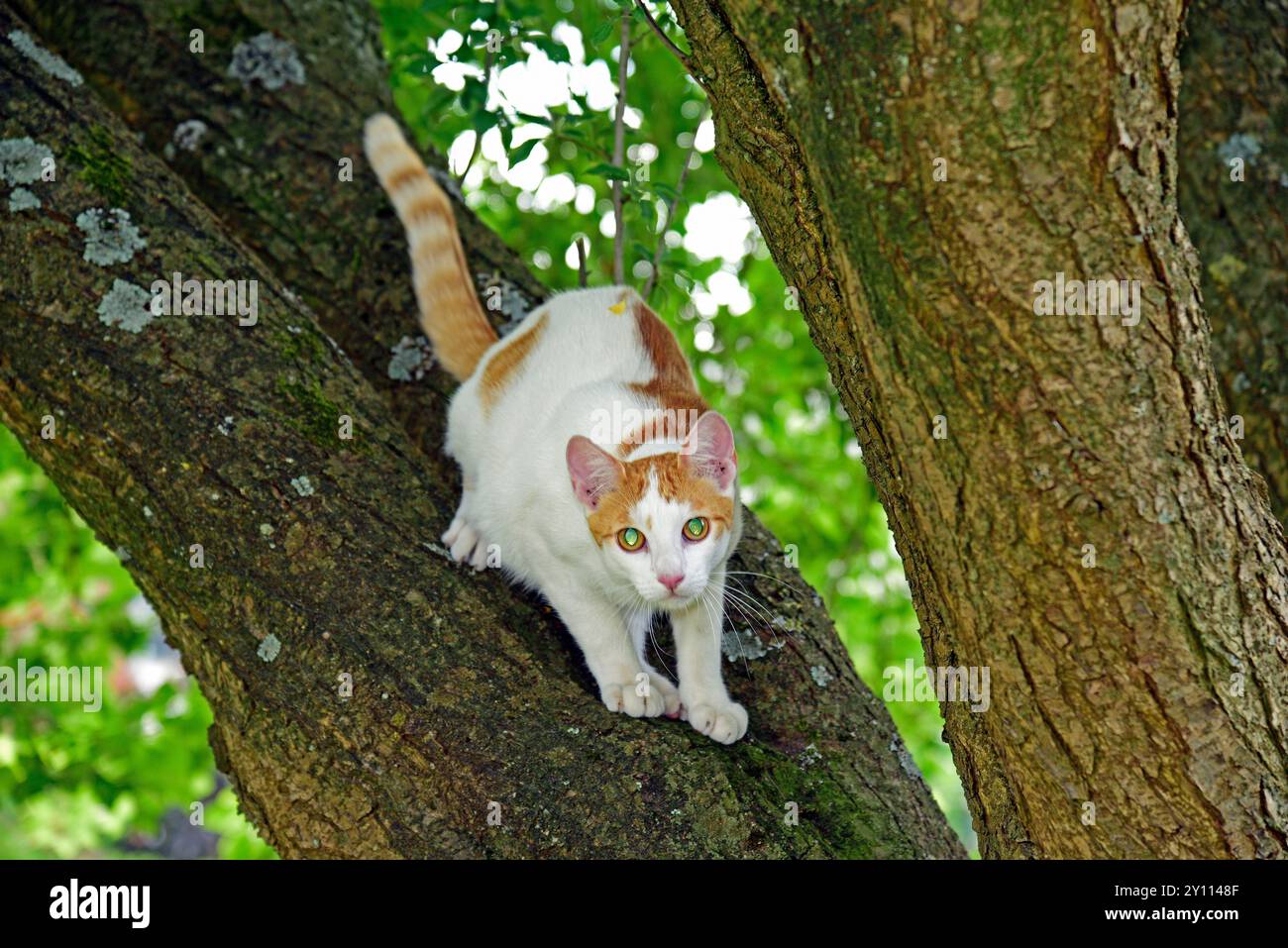 Cat in van hi-res stock photography and images - Alamy