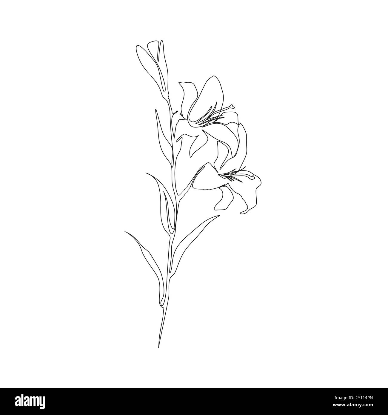 Lily Line Drawing. Black and white Floral Bouquets. Flower Coloring ...