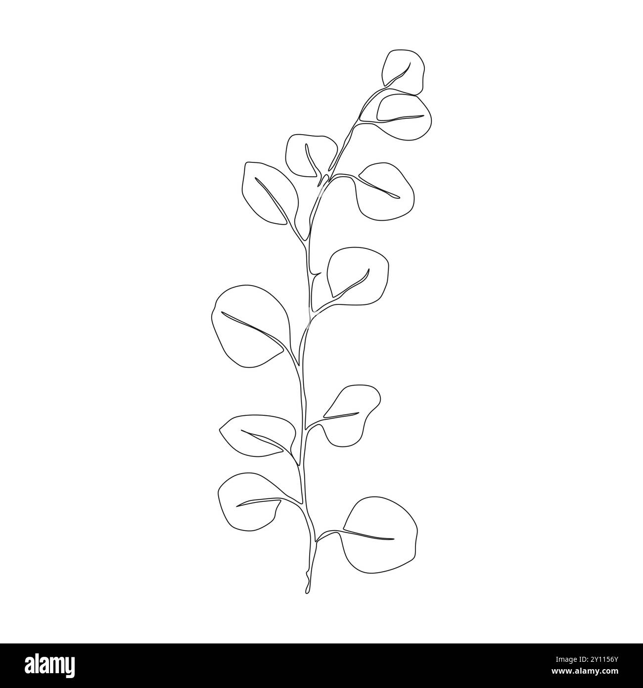 Eucalyptus silver dollar or baby blue branch branch continuous line ...