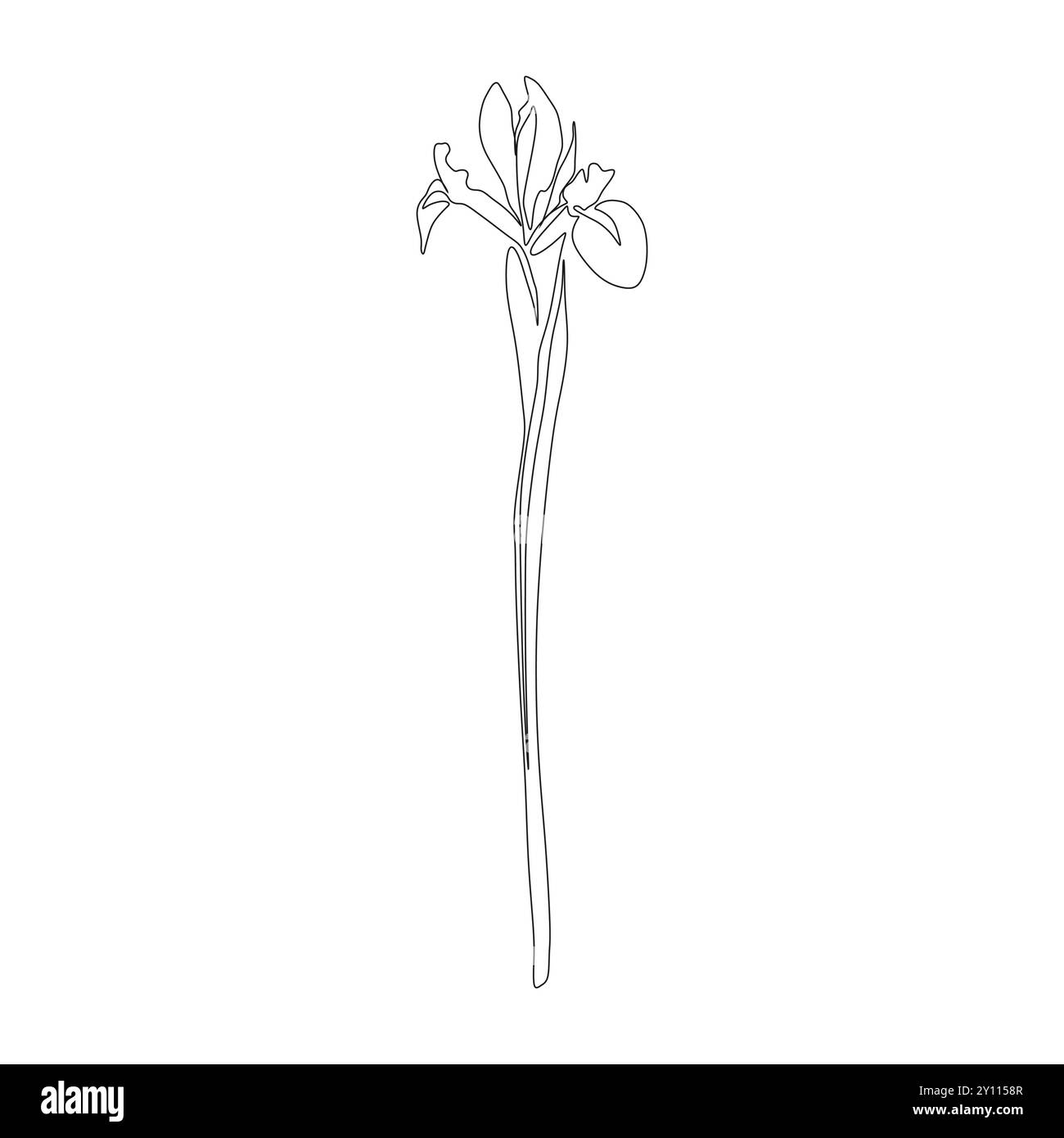 Iris continuous line drawing. Black and white Floral Bouquets. Flower ...
