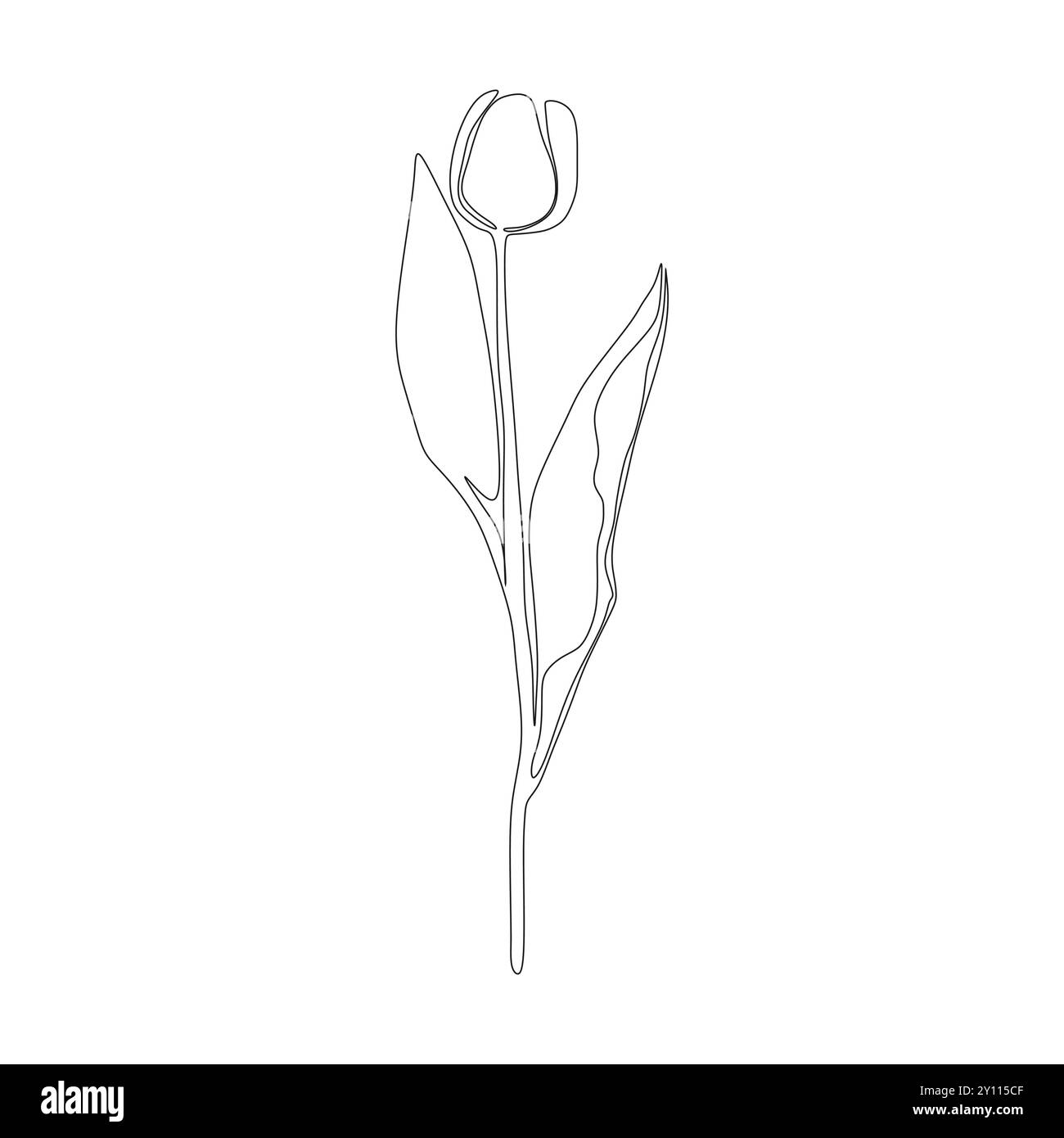 Tulip continuous line drawing. Black and white Floral Bouquets. Flower ...