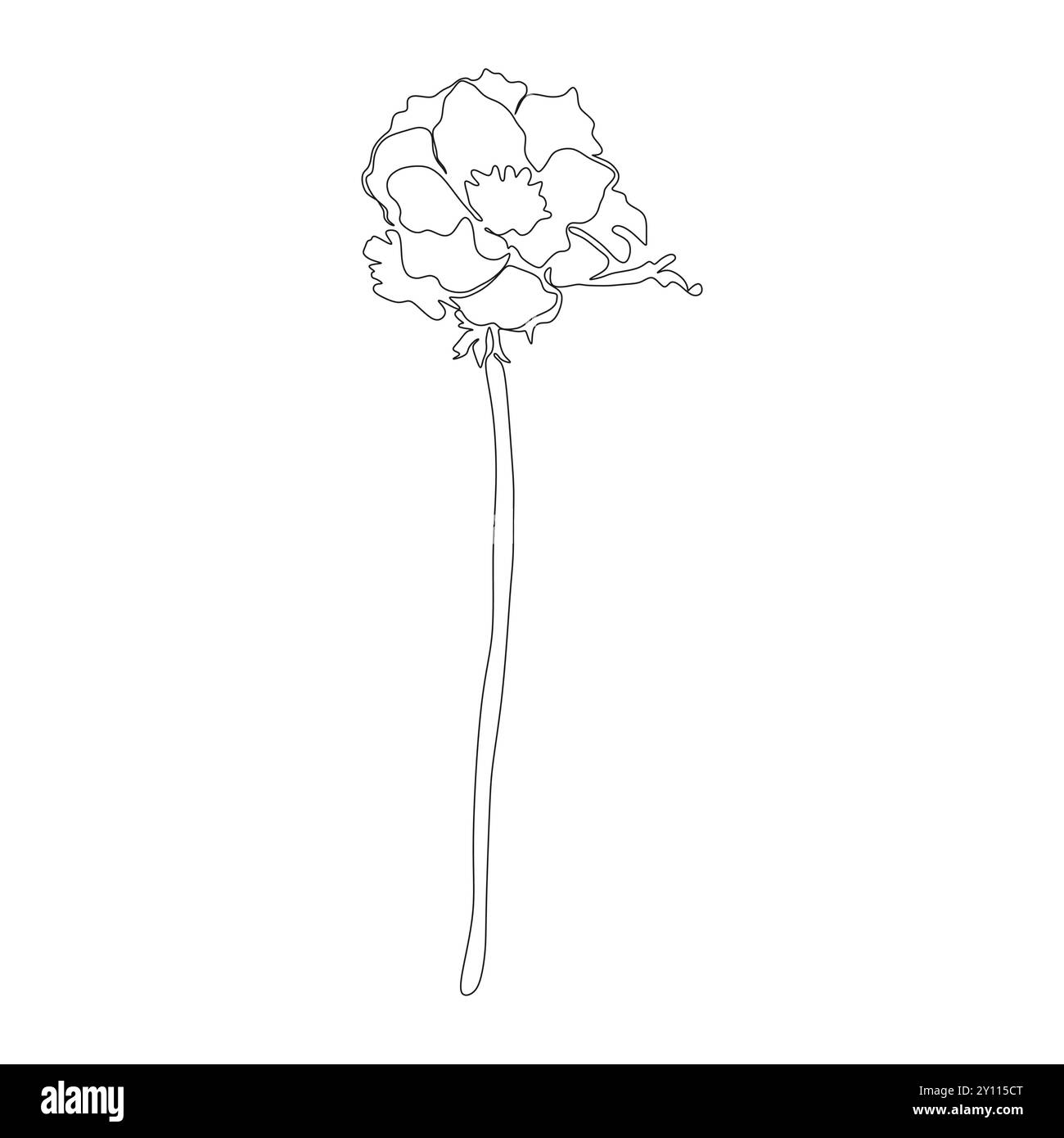 Anemone continuous line drawing. Black and white Floral Bouquets ...