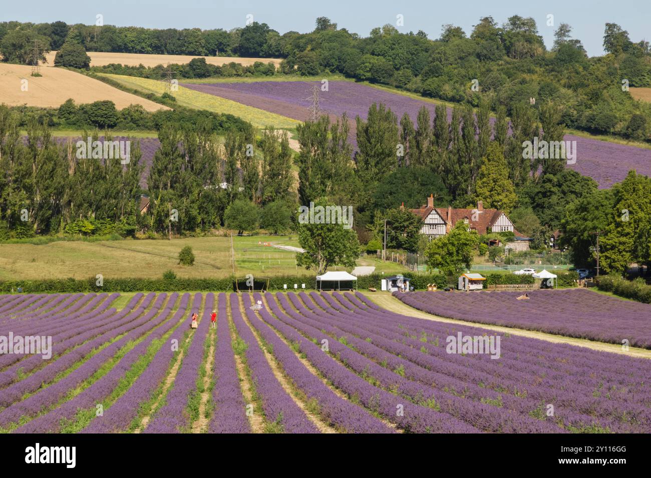 England, Kent, Lavender Fields at Castle Farm near Sevenoaks Stock ...