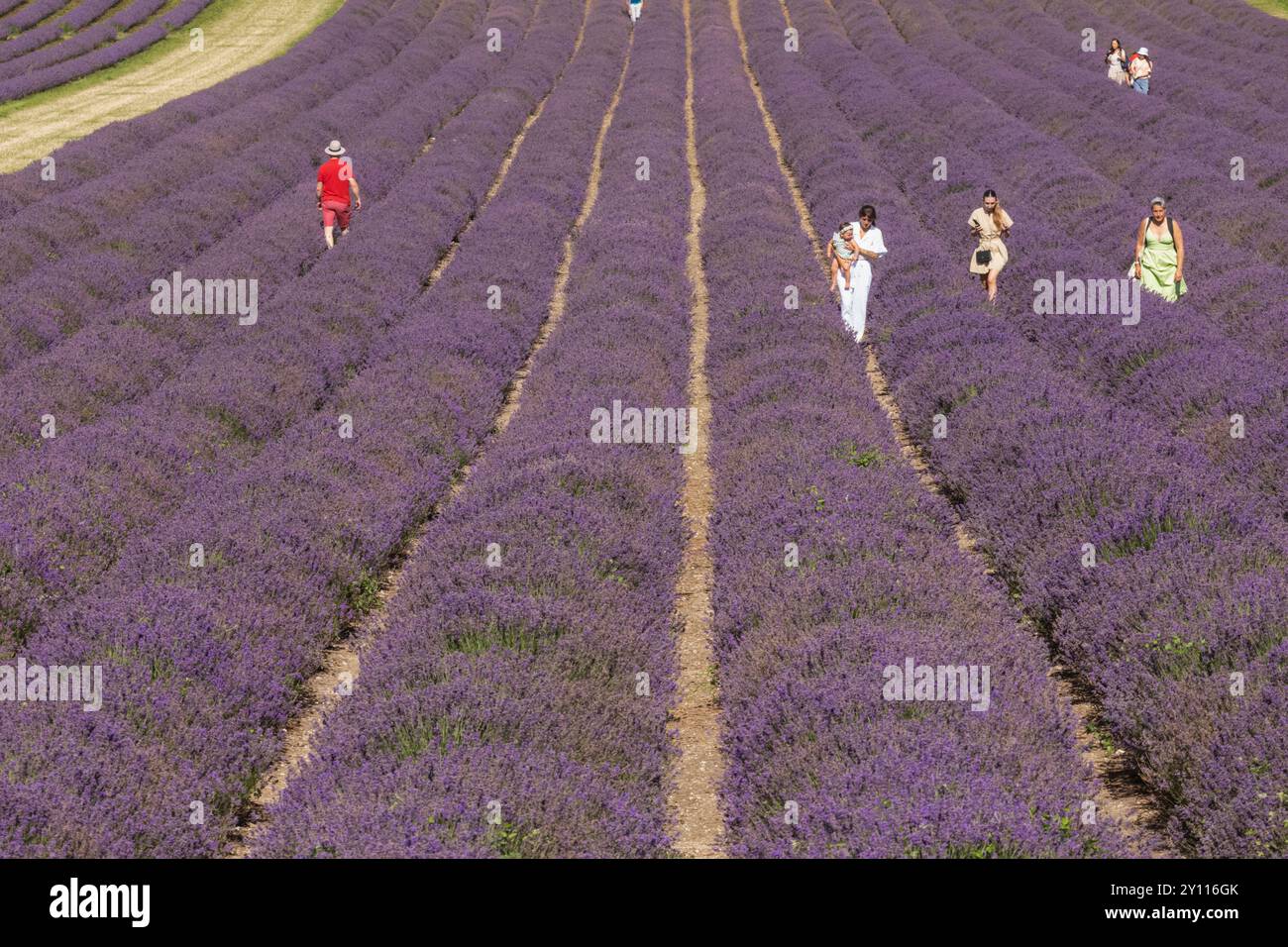 England, Kent, Lavender Fields at Castle Farm near Sevenoaks Stock ...