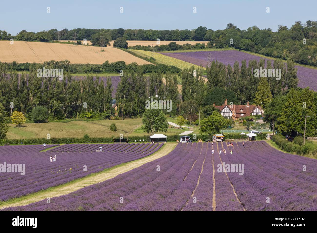 England, Kent, Lavender Fields at Castle Farm near Sevenoaks Stock ...