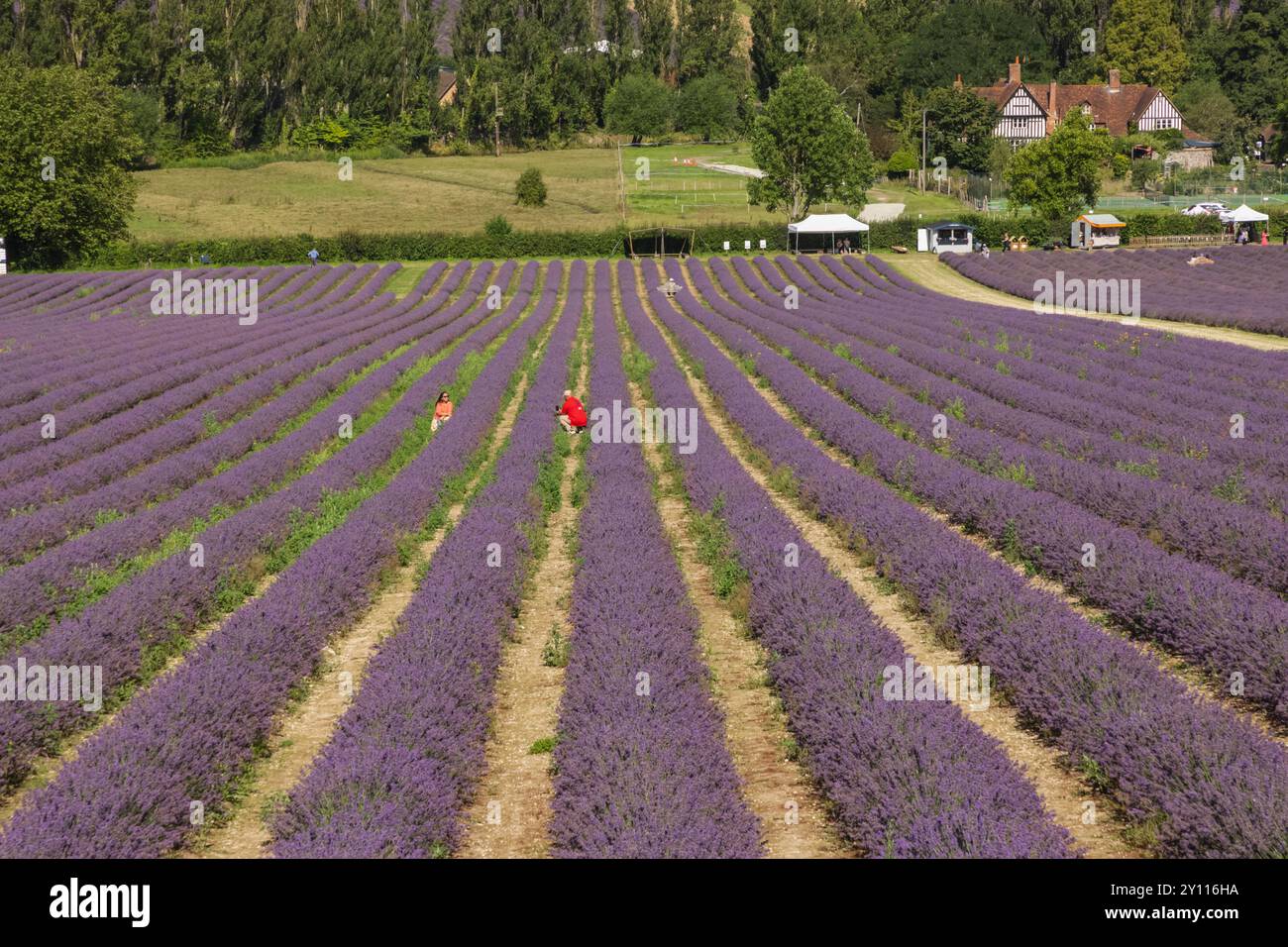 England, Kent, Lavender Fields at Castle Farm near Sevenoaks Stock ...