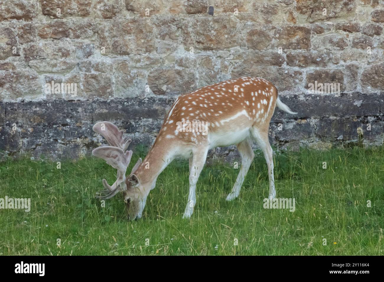 England, Kent, Sevenoaks, Knole House, Deer and the Wall of Knole House ...