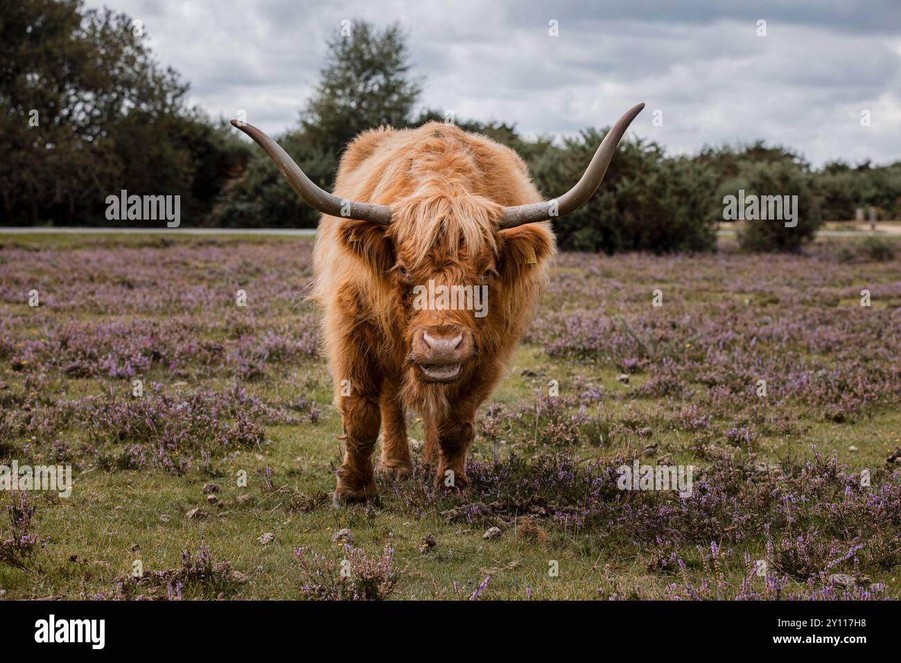Highland Cows in the New Forest Image Credit: Dave Dodge / Dave Dodge ...