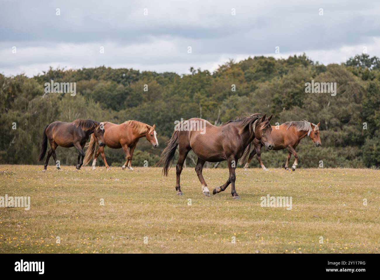 New Forest Ponies Image Credit: Dave Dodge / Dave Dodge Photography ...