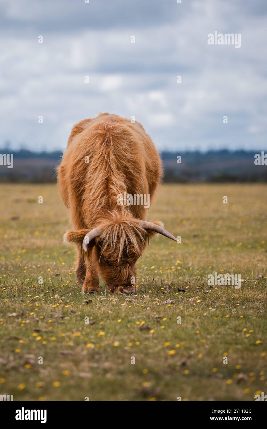 New Forest Highland Cow Image Credit: Dave Dodge / Dave Dodge ...