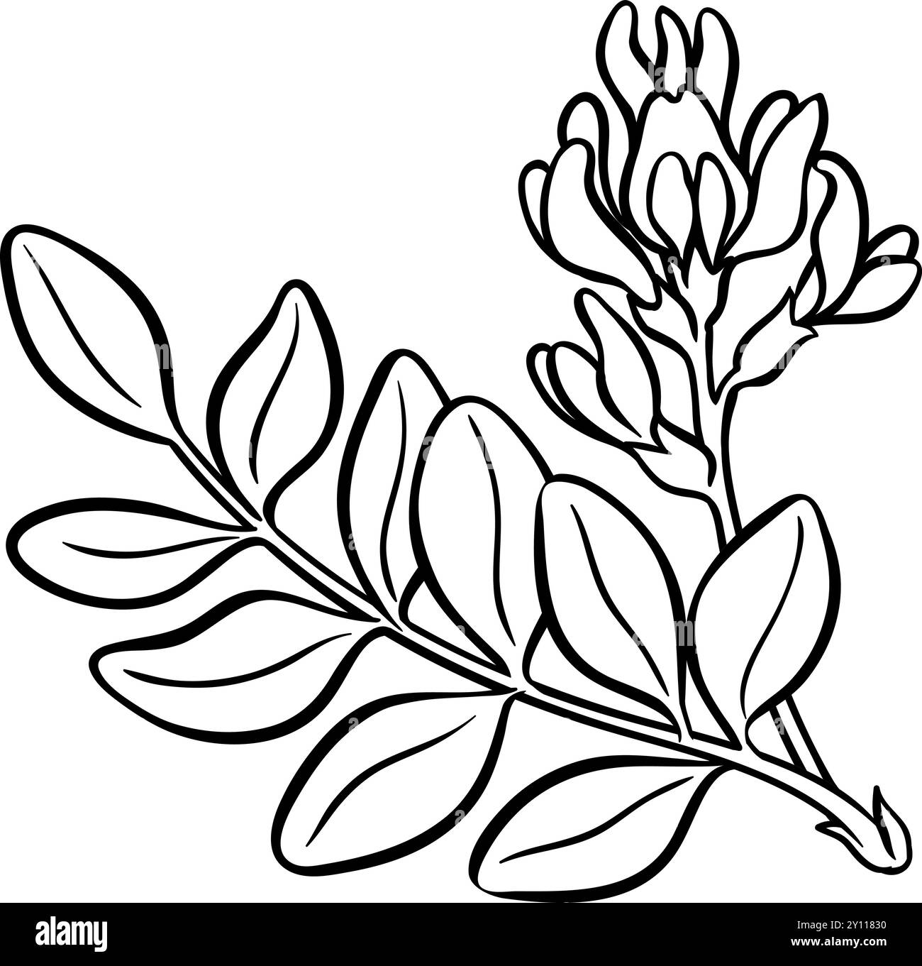 Astragalus Branch Isolated Outline Illustration Stock Vector Image ...