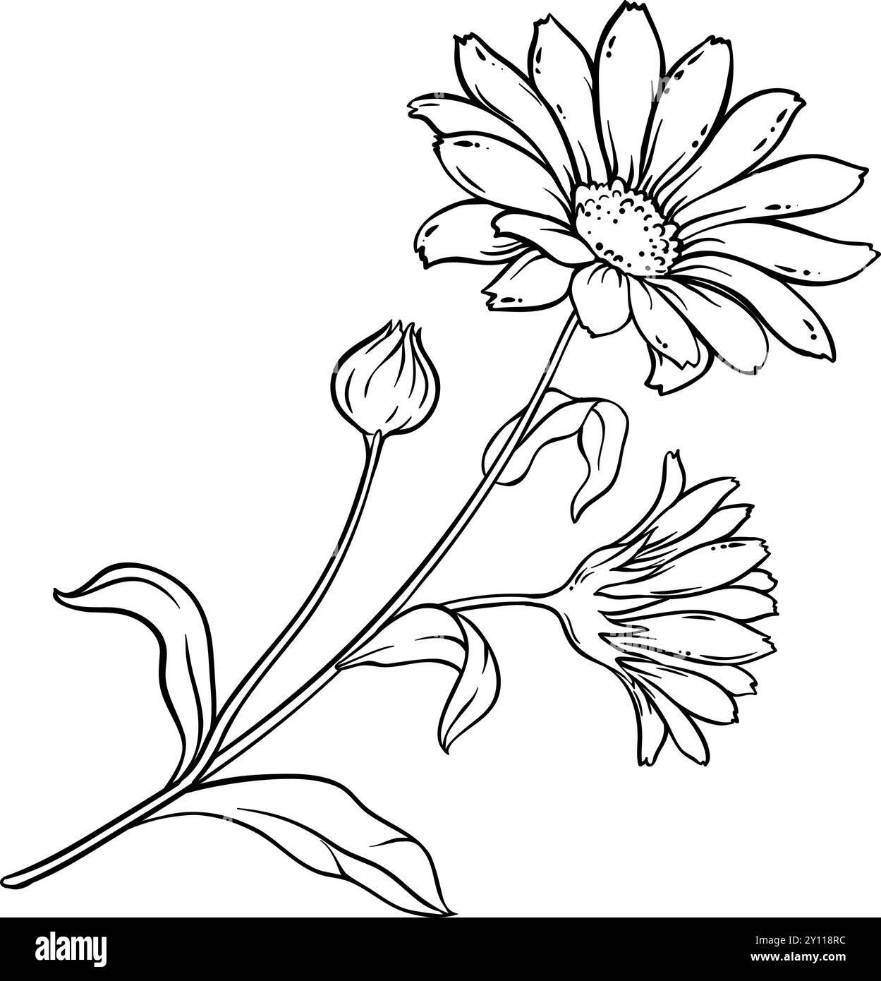 Calendula Plant with Flowers Outline Illustration Stock Vector Image ...