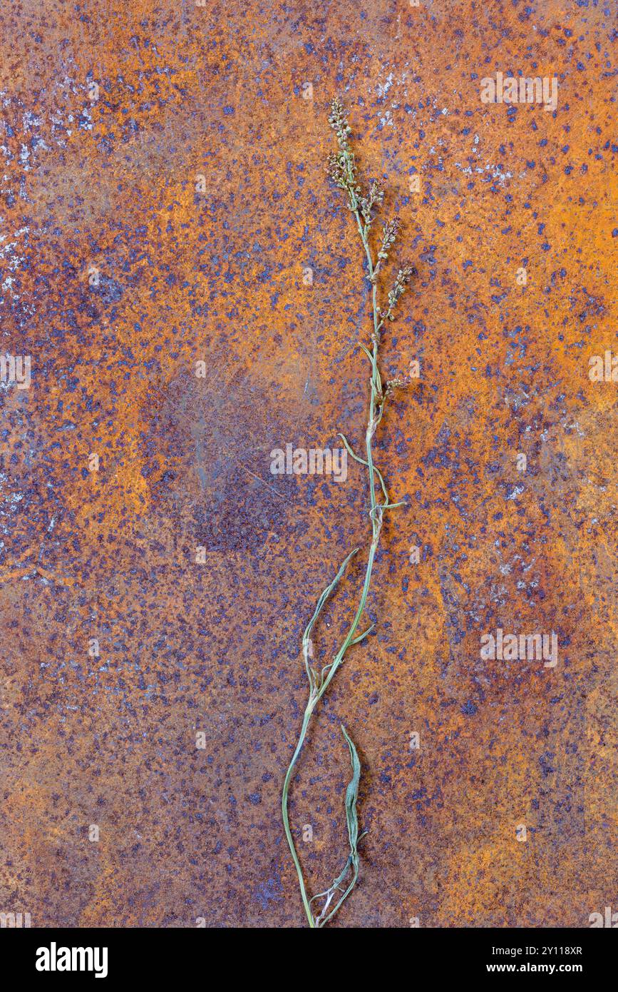 Plant of metal hi-res stock photography and images - Alamy