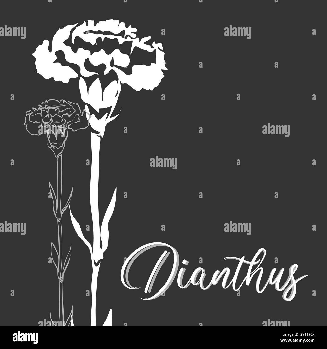 Dianthus for logo, decorations, card. invitation. Hand drawn white line ...