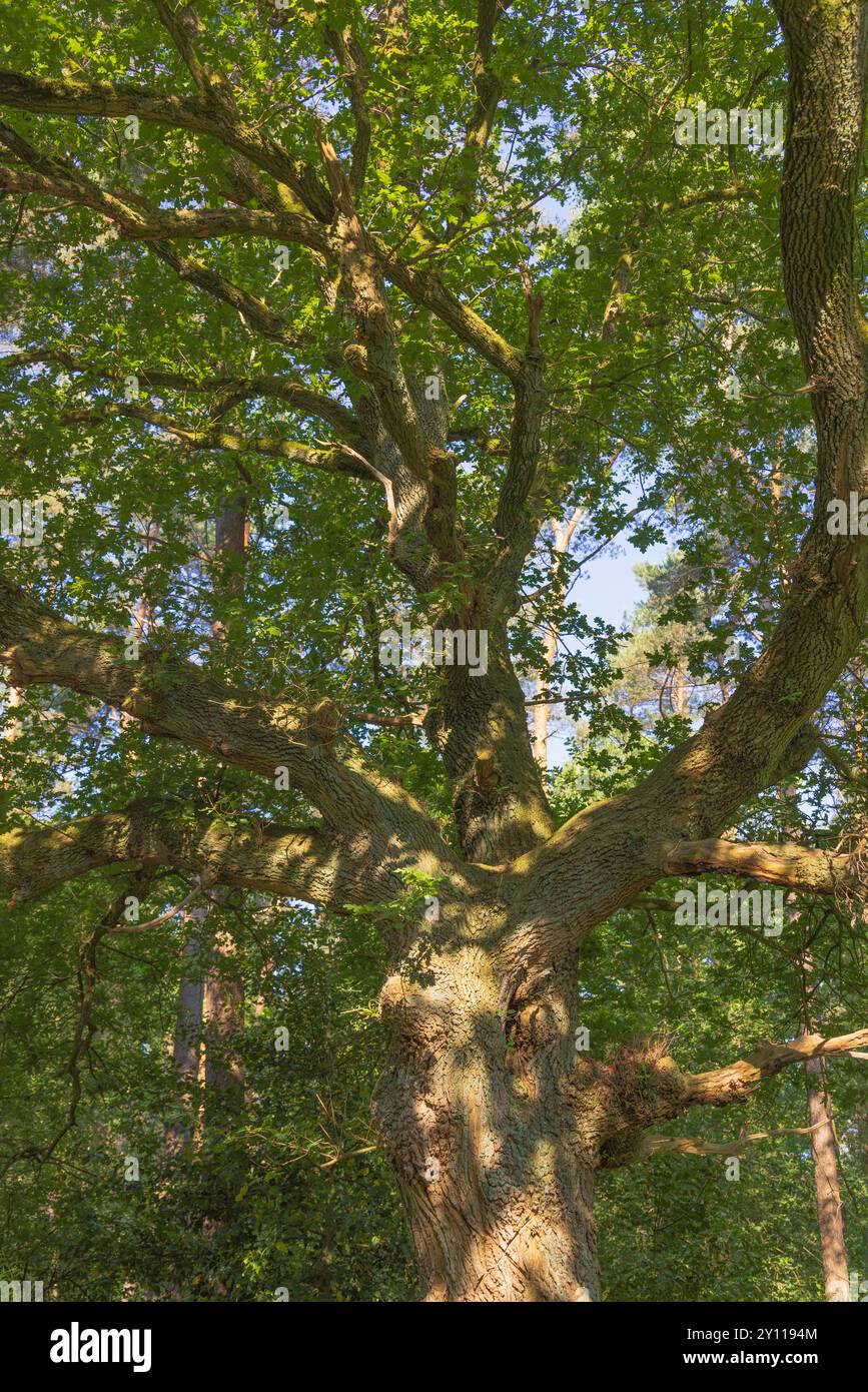 Tree trunk, background image Stock Photo - Alamy