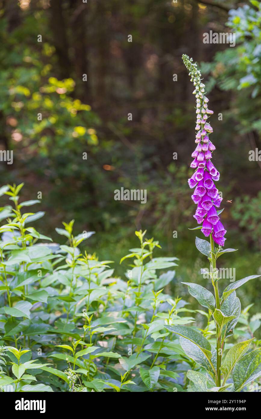 Blooming, wild growing red foxglove in the forest, Digitalis purpurea ...