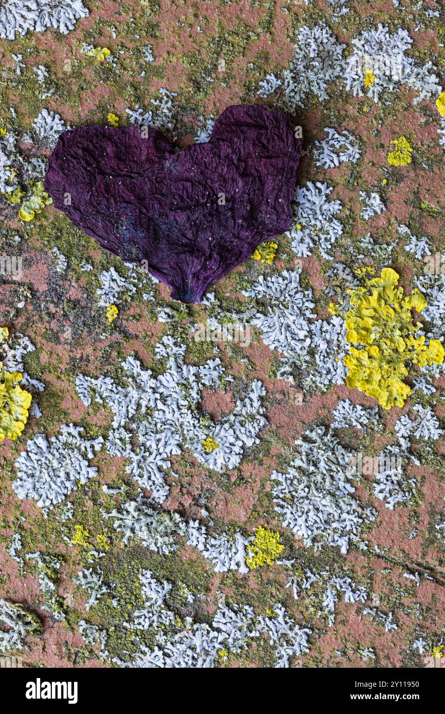 Heart designed by nature on paving stone with lichen Stock Photo - Alamy
