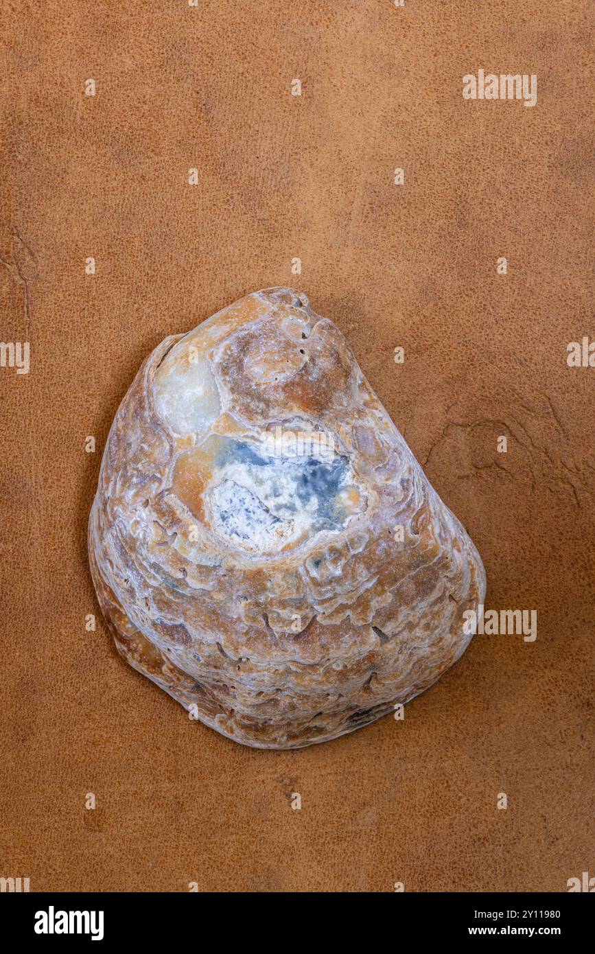 Conch shell, still life Stock Photo - Alamy