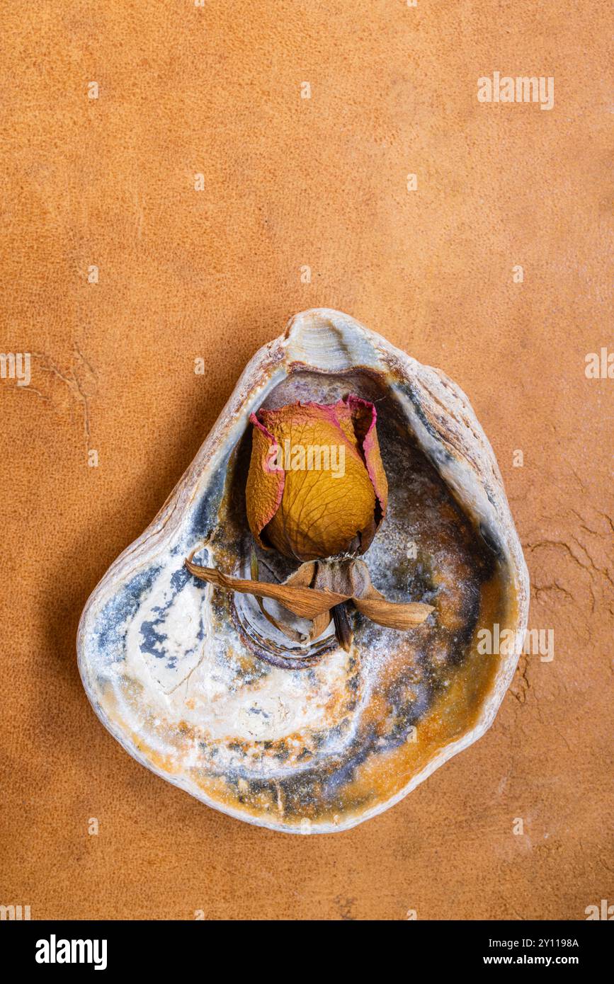 Decorative set of shells with dry, wilted flower, floral still life ...