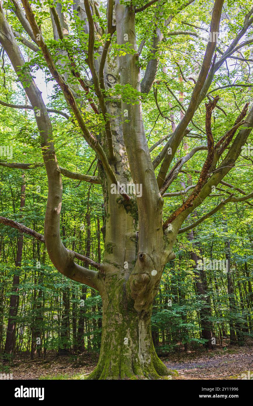 Tree trunk, background image Stock Photo - Alamy