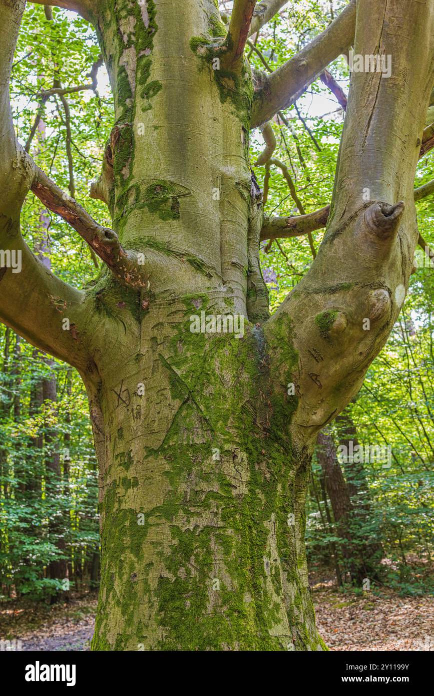 Tree trunk, background image Stock Photo - Alamy