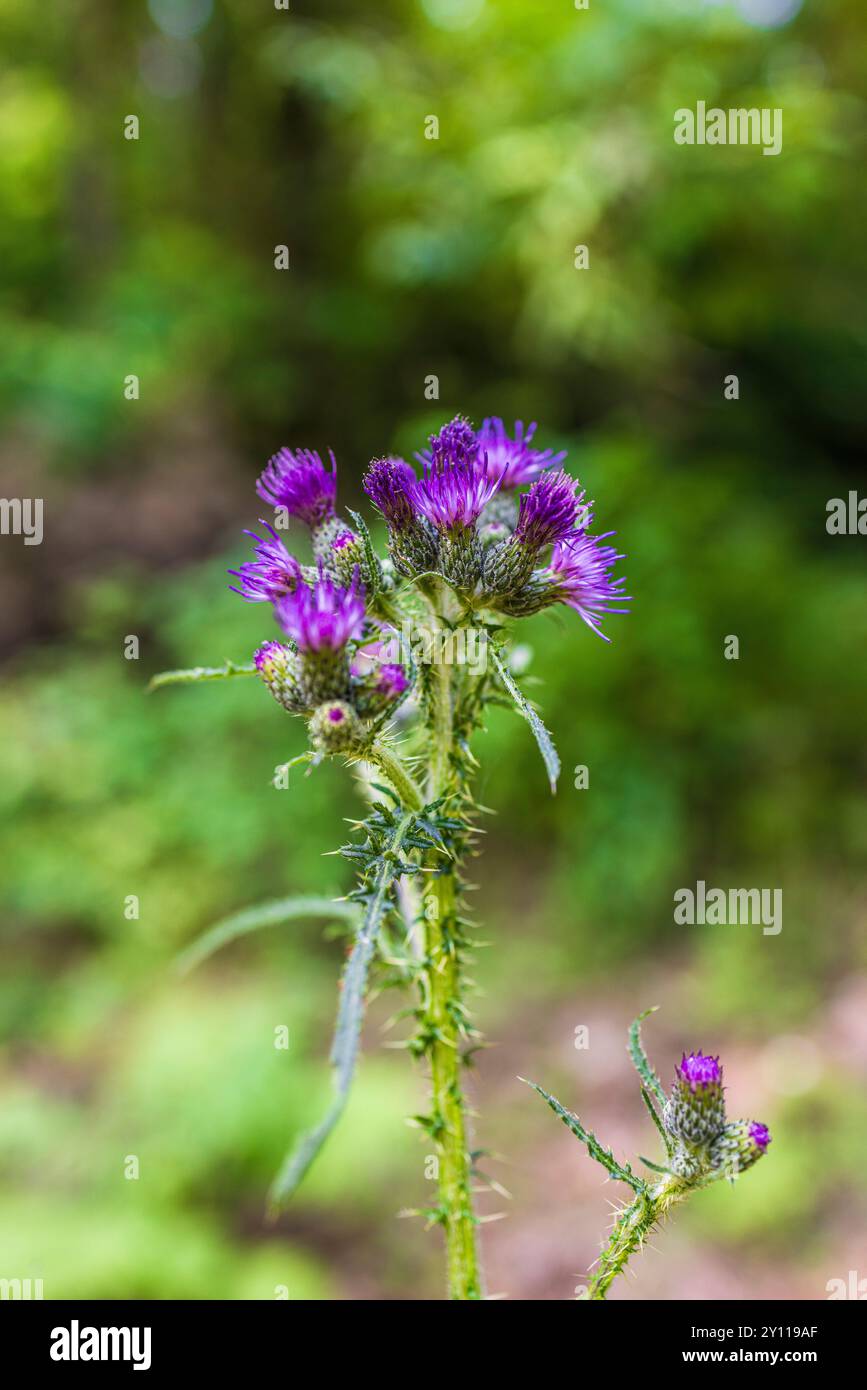 Canada thistle (Cirsium arvense), inflorescence Stock Photo - Alamy
