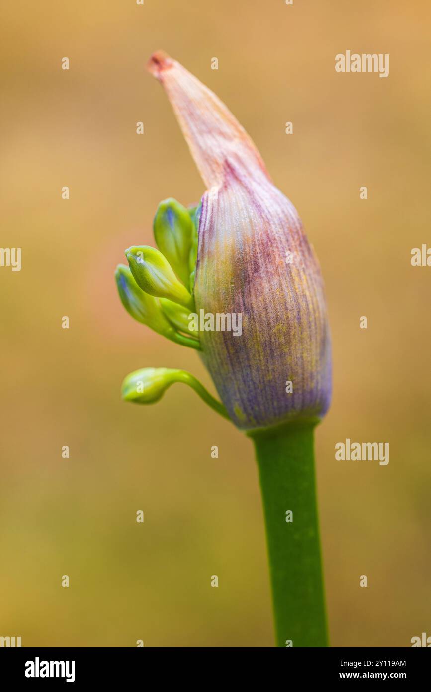 Ornamental lily 'Northern Star' (Agapanthus), close-up Stock Photo - Alamy