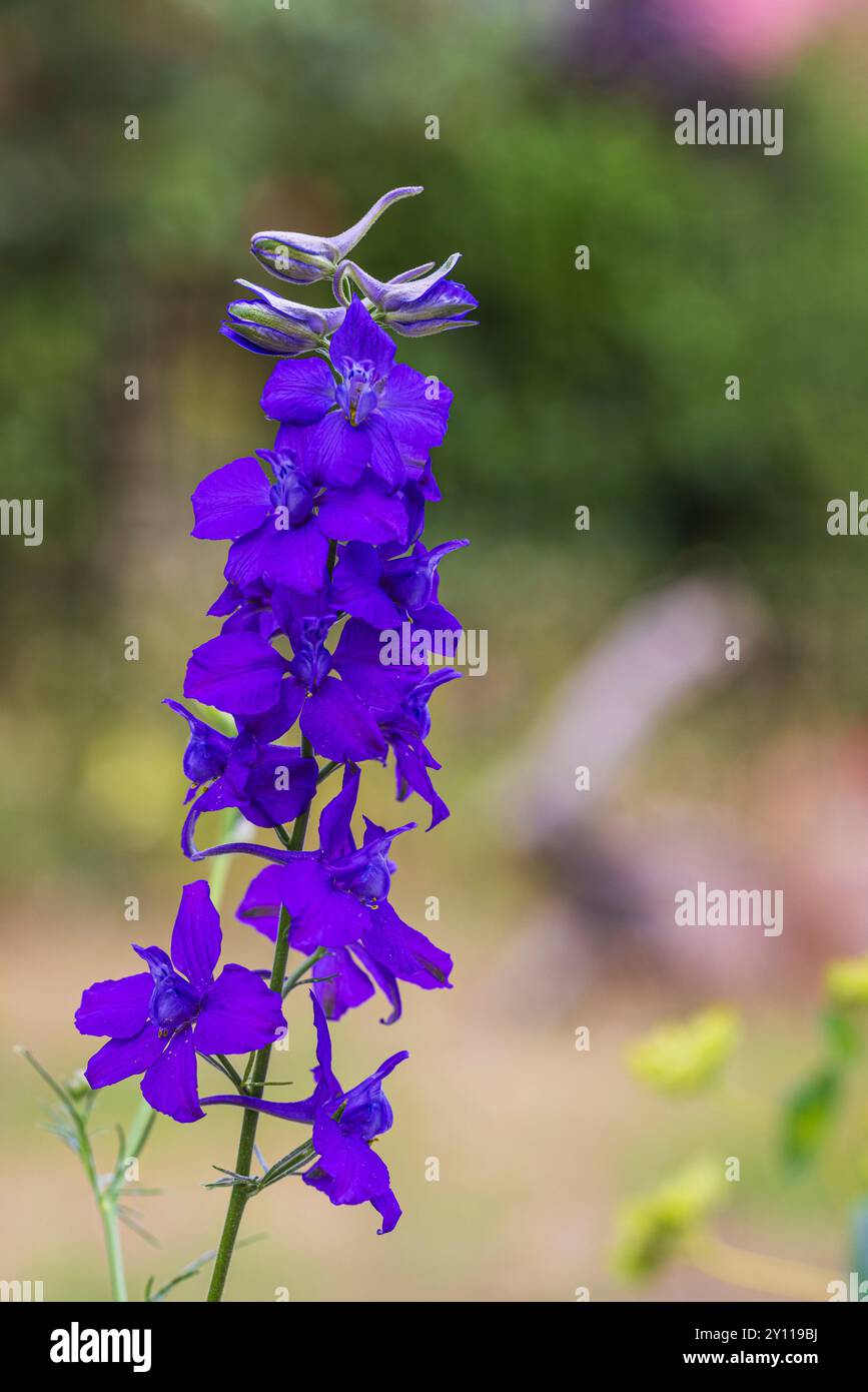 Flower of the common field delphinium (Consolida regalis), Delphinium consolida, field ...
