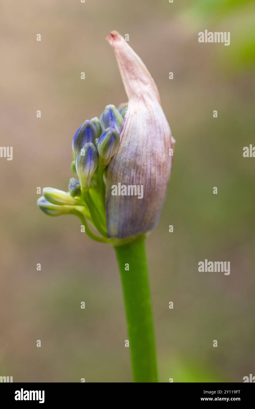Ornamental lily 'Northern Star' (Agapanthus), close-up Stock Photo - Alamy