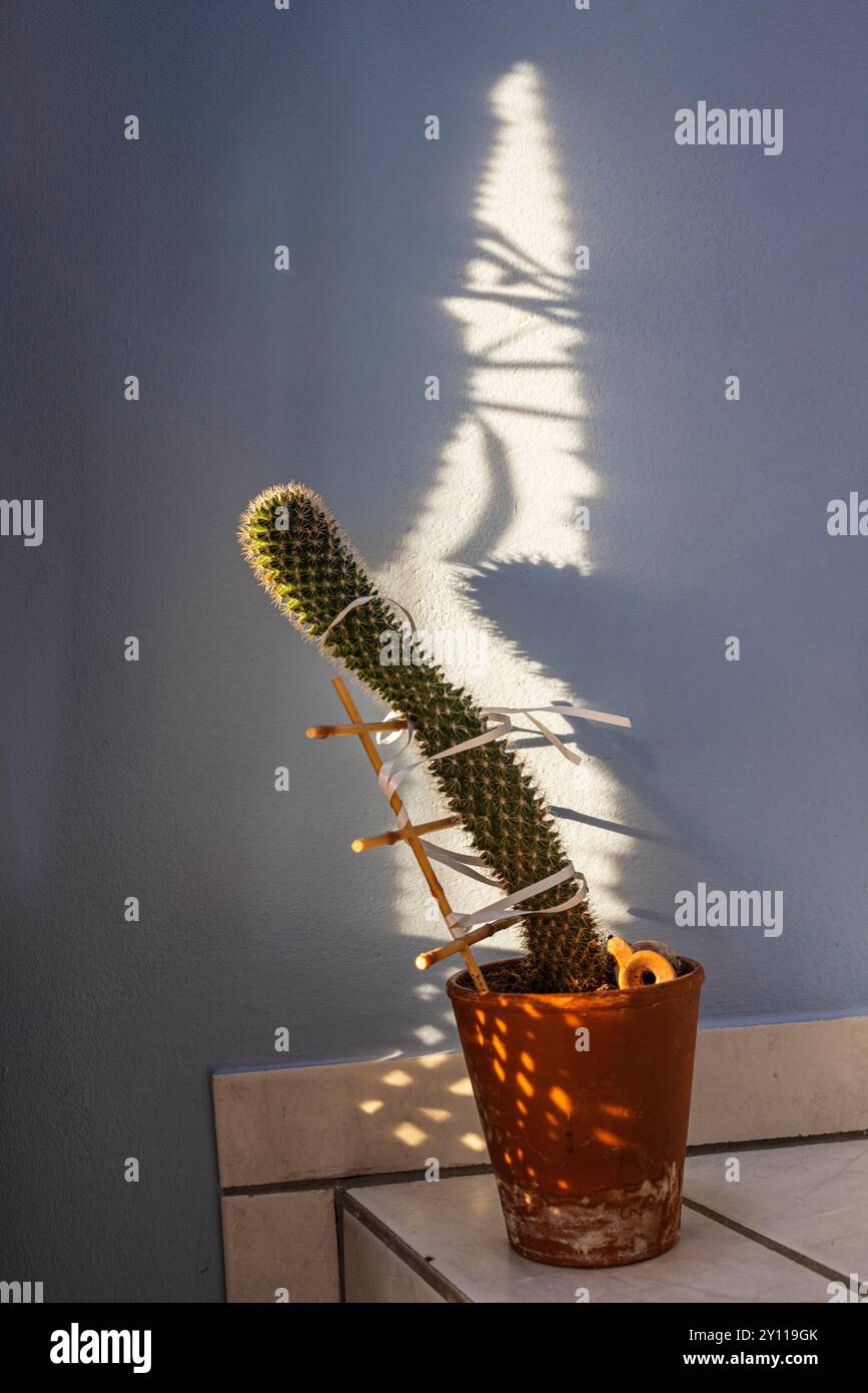 Cactus in pots front hi-res stock photography and images - Alamy