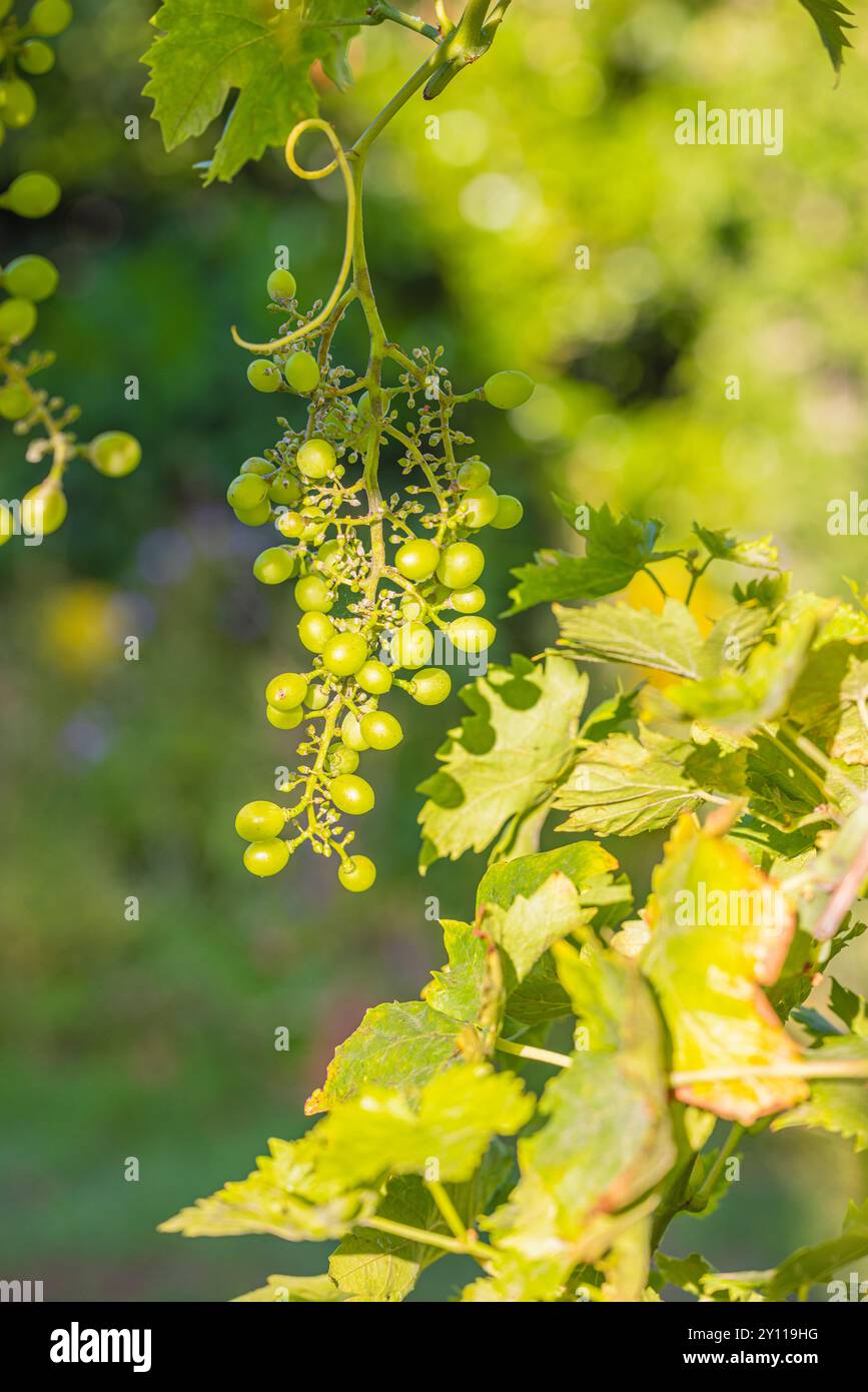 White grapes, close-up Stock Photo - Alamy