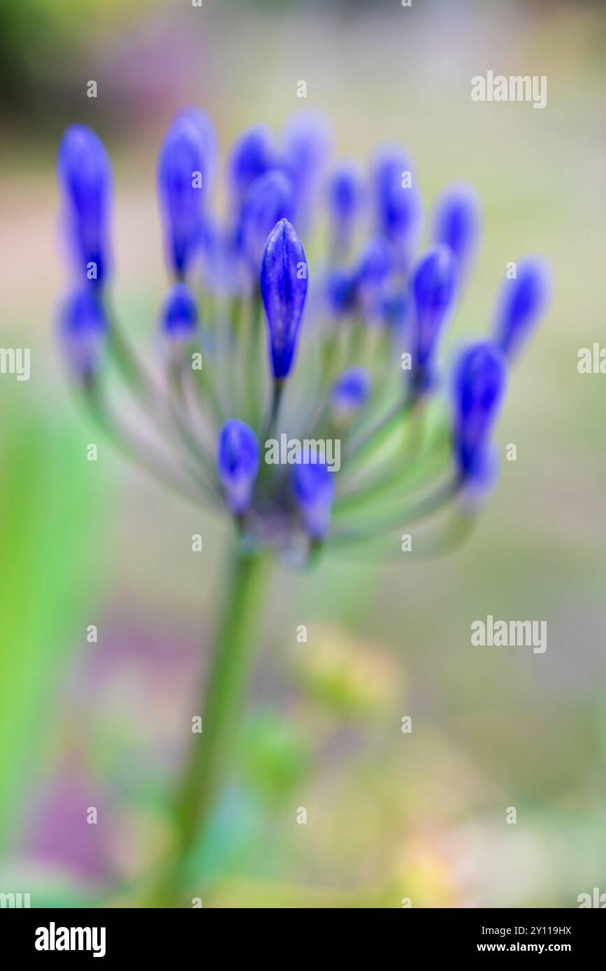 Ornamental lily 'Northern Star' (Agapanthus), close-up Stock Photo - Alamy