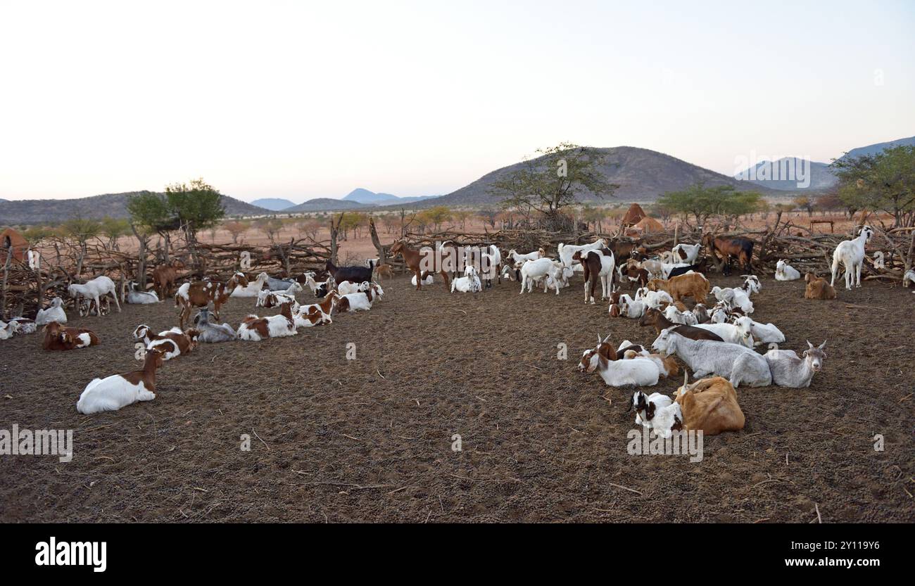 Himba goats in the kraal before sunrise, Kunene, Kaokoveld, Namibia ...