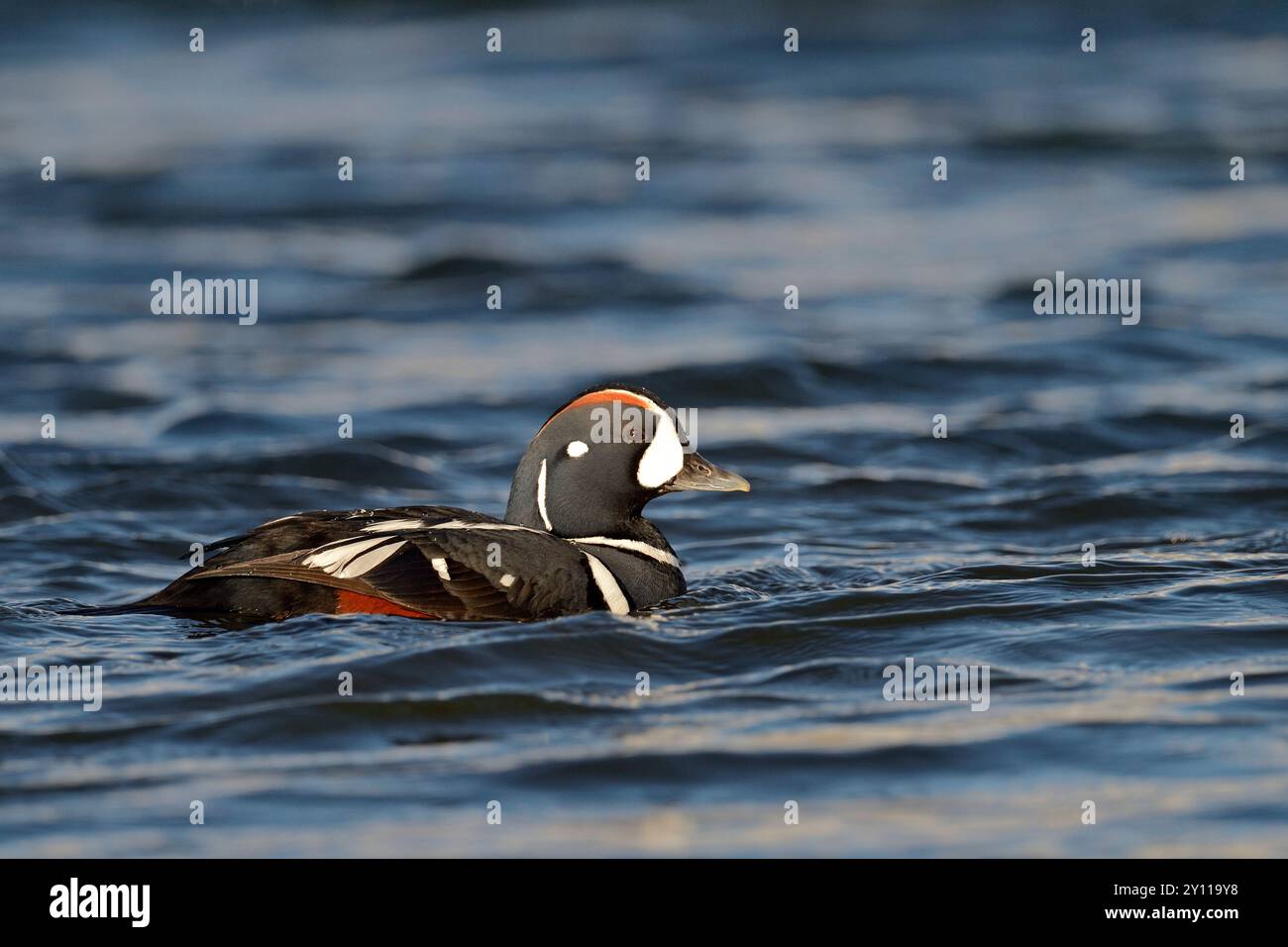 Ruffed duck drake histrionicus histrionicus swimming on the river laxa ...