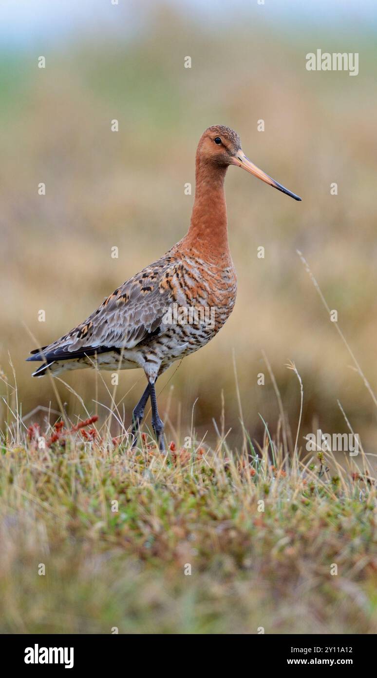 Limosa subspecies hi-res stock photography and images - Alamy