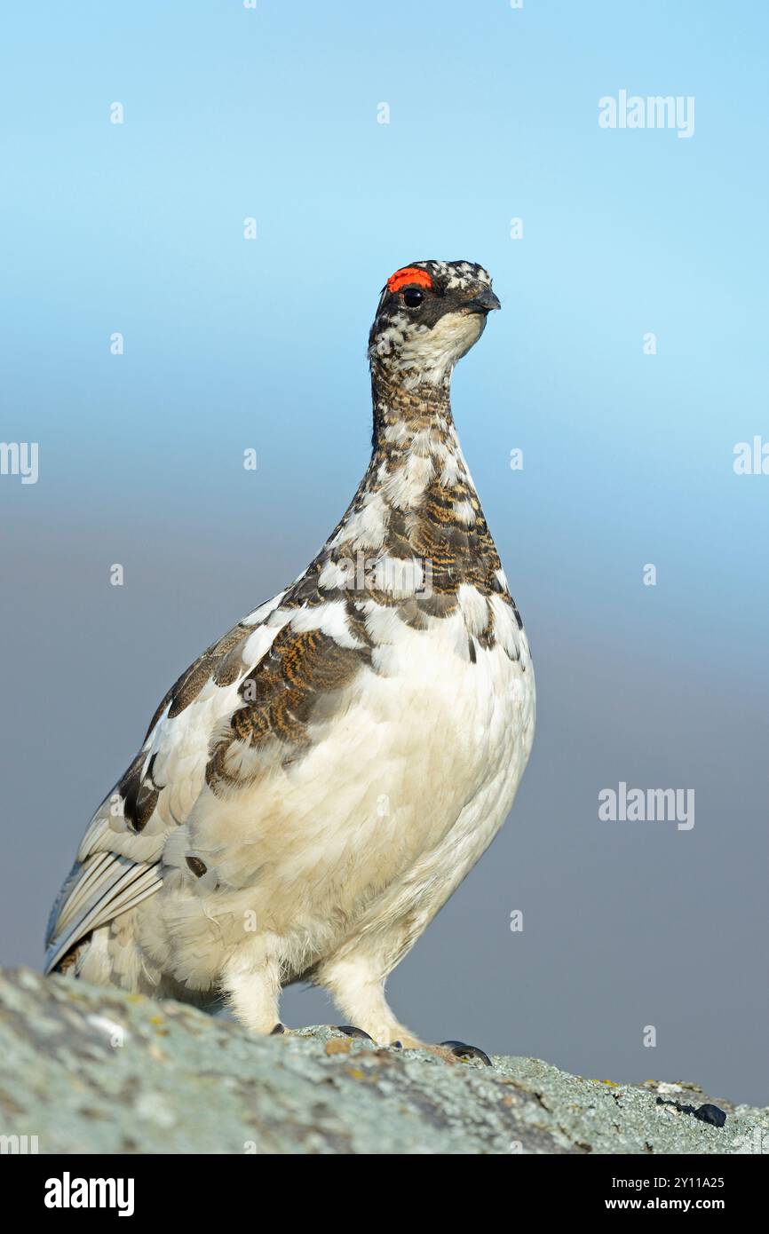 Male rock ptarmigan (Lagopus mutus) in transitional dress on a rock ...