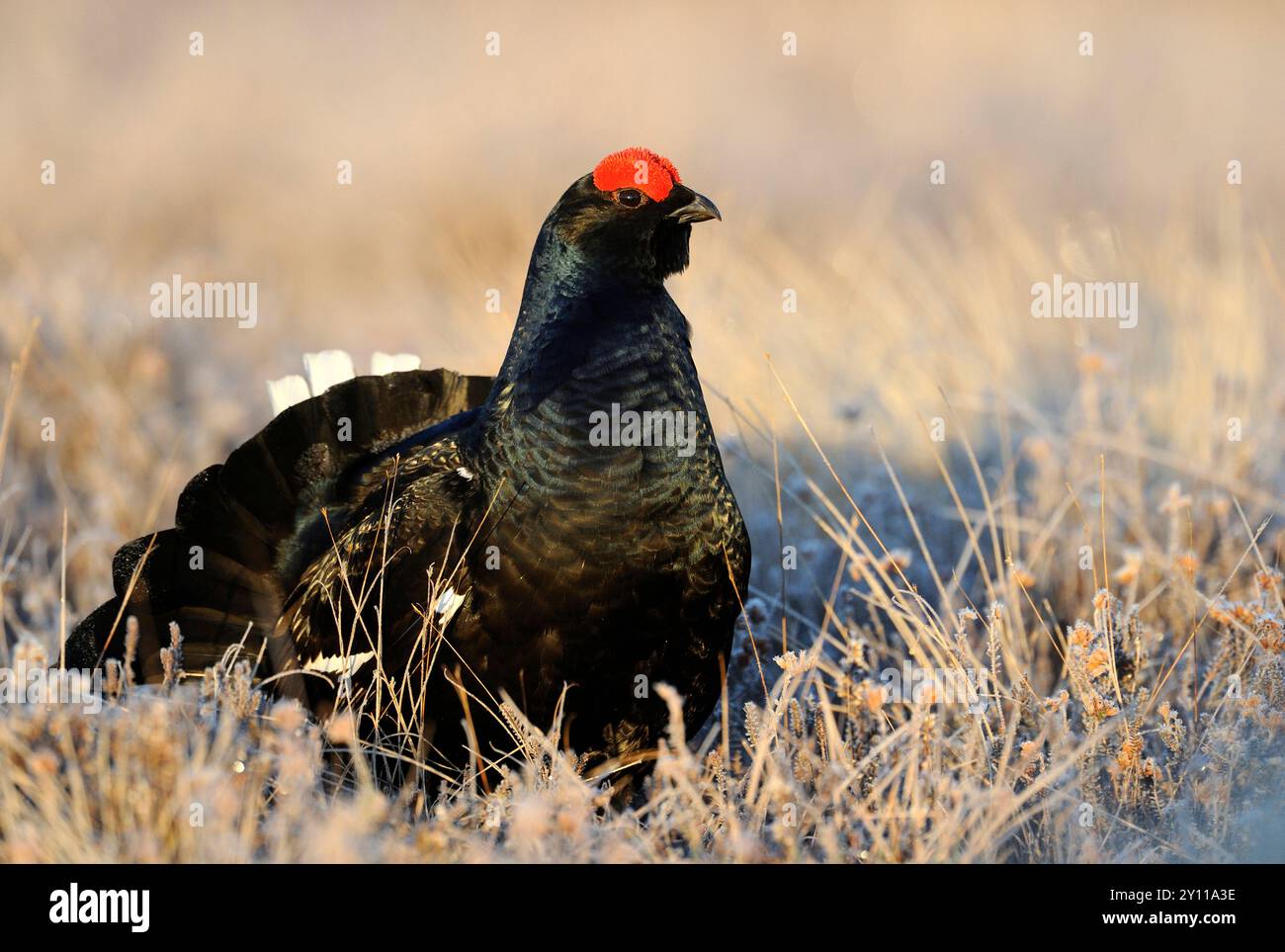 Mating ground hi-res stock photography and images - Alamy