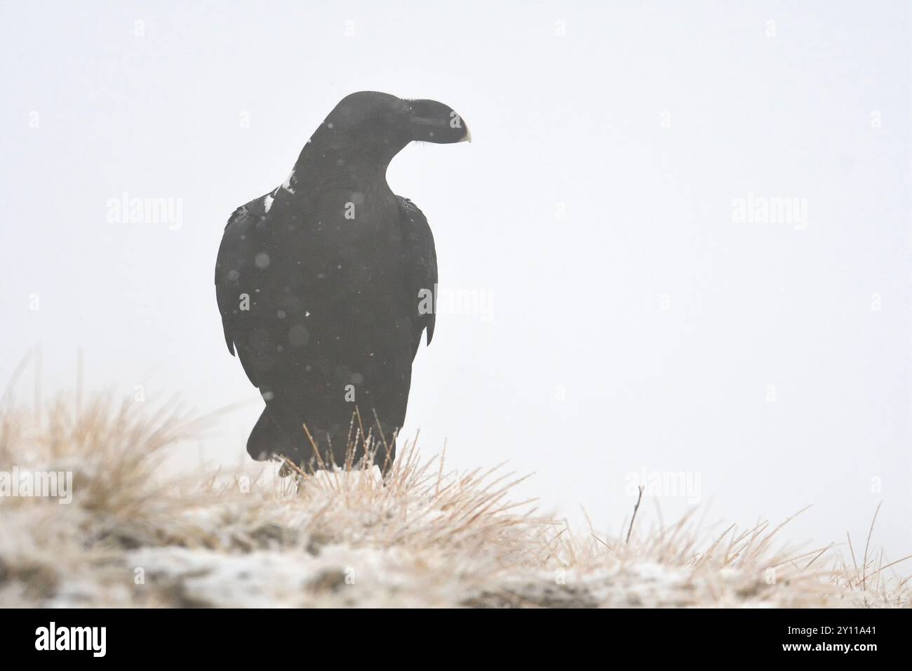 Vulture (Corvus albicollis) in the snow, portrait, Giant's Castle ...