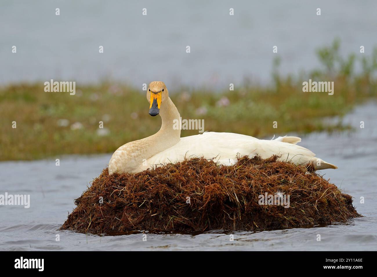 Whooper swan on the nest hi-res stock photography and images - Alamy